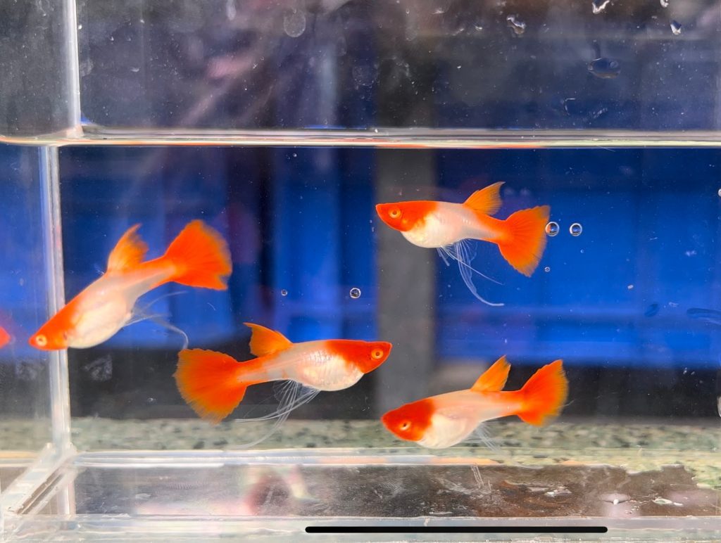 Koi Red Ribbon - Trại cá 7 màu - Guppy