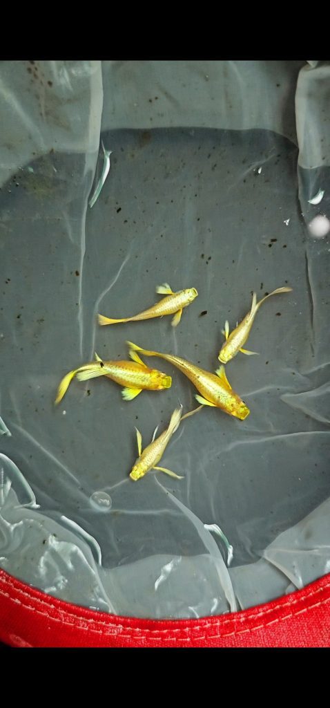 Full Gold Gen - Trại cá 7 màu - Guppy