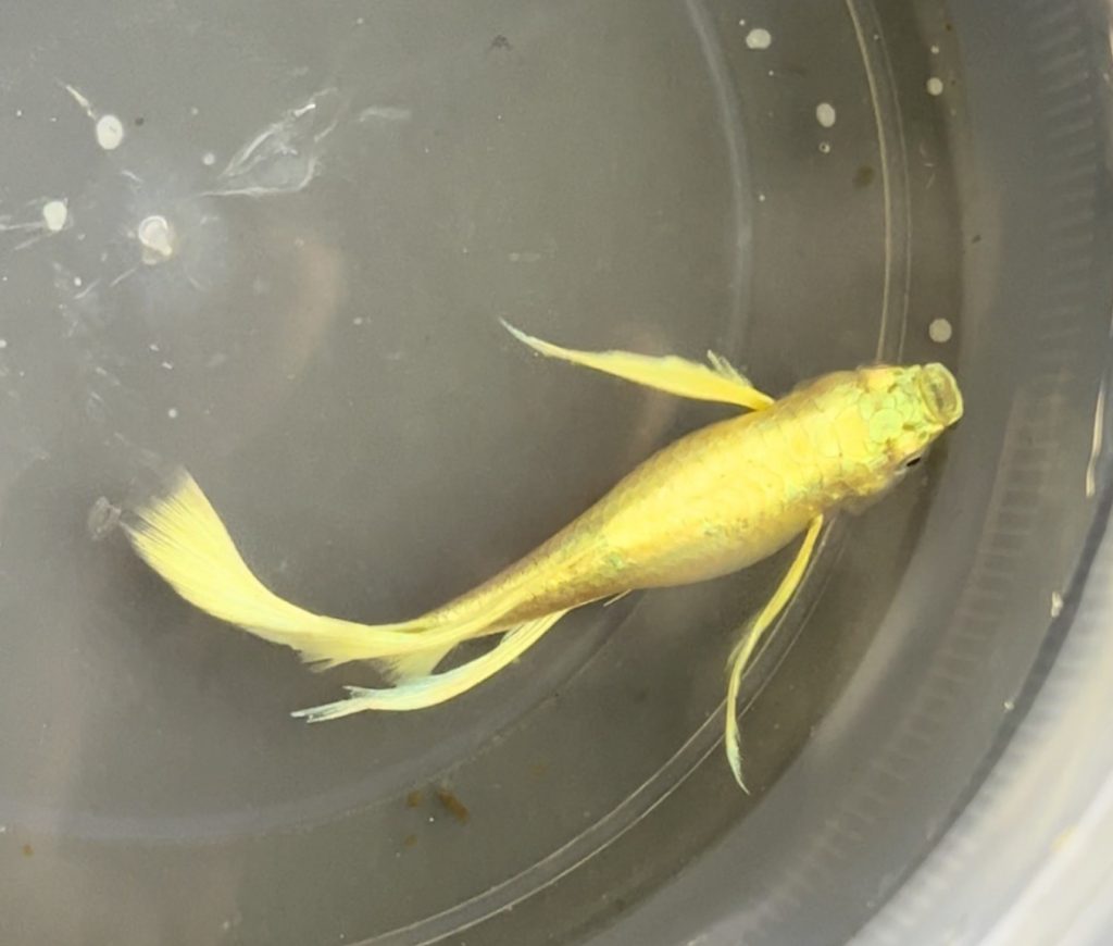 Full Gold Ribbon TBB dài - Trại cá 7 màu - Guppy